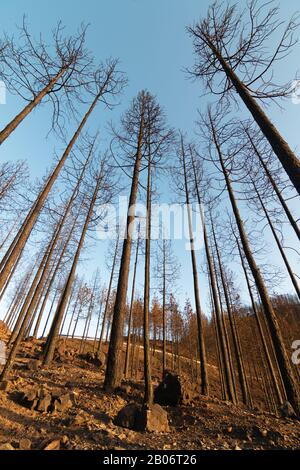 Deforestation from forest in Gran Canaria as panorama landscape Stock ...