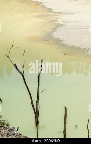 Dead trees on the Colourful Sulphureous Crater lakes Wawo muda volcano ...