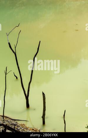 Dead trees on the Colourful Sulphureous Crater lakes Wawo muda volcano ...