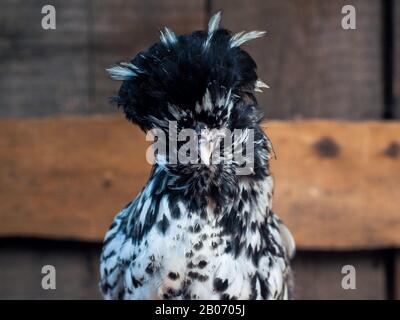 Chicken of the Pavlovskaya silver chicken breed Stock Photo - Alamy
