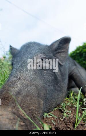Banded pig (Sus scrofa vittatus) front view, Komodo Island, Indonesia ...