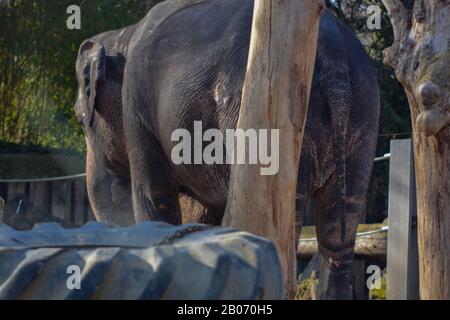 An Indian Elephant in Wilhelma , the Zoo of Stuttgart-Germany Stock ...
