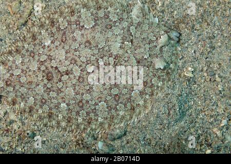 The common sole, Dover sole, or black sole (Solea solea) hidden in the ...