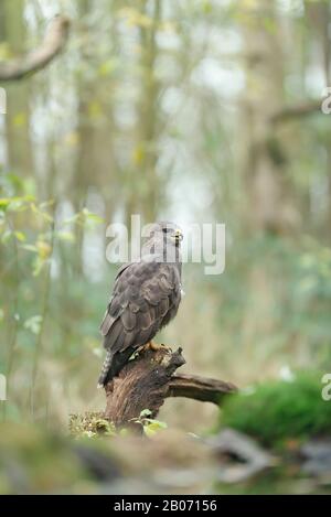 A common buzzard sits on a tree branch stretching its wings near ...