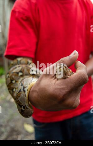 Indonesia guy holding a Python snake, reticulated python (Malayopython ...
