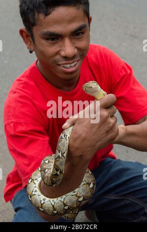 Indonesia guy holding a Python snake, reticulated python (Malayopython ...