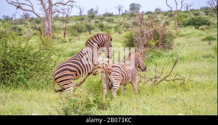 Zebras mating Stock Photo - Alamy