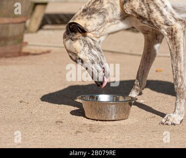 lurcher eating dinner from a bowl Stock Photo - Alamy