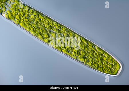 Pleurotaenium desmid. Differential interference contrast micrograph of ...