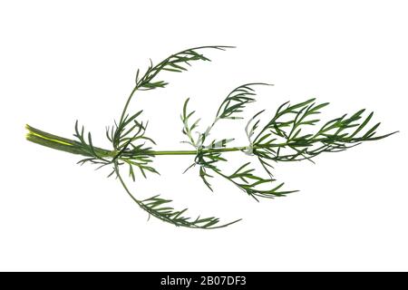 common caraway (Carum carvi), leaves Stock Photo - Alamy