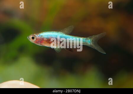 Axelrod's Fire Rasbora (Sundadanio axelrodi), breed red Stock Photo - Alamy