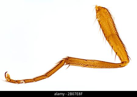house fly (Musca domestica), leg of a house fly, 40 x, Germany Stock ...