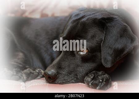 Wise dog. Portrait of a black labrador dog Stock Photo - Alamy