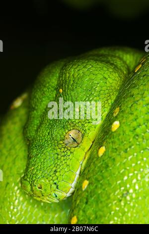 Photo of python head close up in full face Stock Photo - Alamy