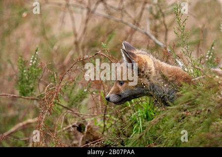 Red Fox, vulpes vulpes, Cub, Normandy Stock Photo - Alamy