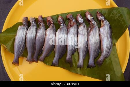 Freshwater Tengra fish of Bangladesh over white background Stock Photo ...