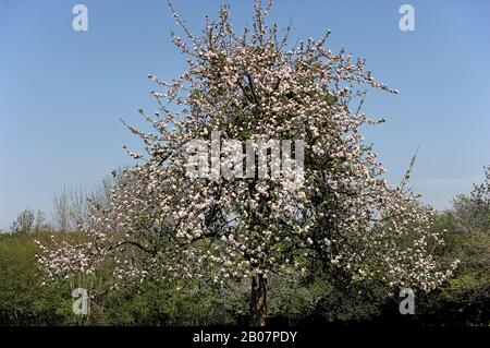 Blooming Cider Apple Tree, malus domestica, Normandy Stock Photo - Alamy