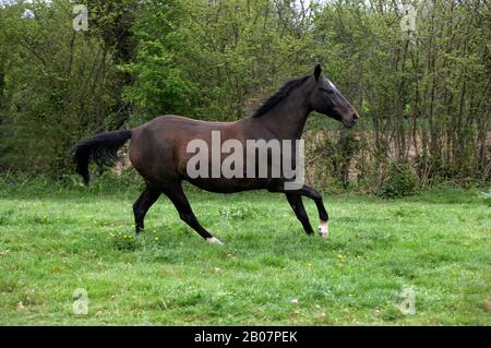 Akhal-Teke horse - mare galloping Stock Photo - Alamy