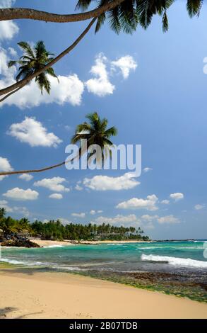 Beach and palm trees, Talpe, Sri Lanka, Indian Ocean, Asia Stock Photo ...
