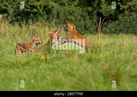 Red Fox, vulpes vulpes, Adults Fighting, Normandy Stock Photo - Alamy