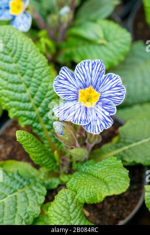 Primrose, Primula Acaulis Zebra Stock Photo - Alamy