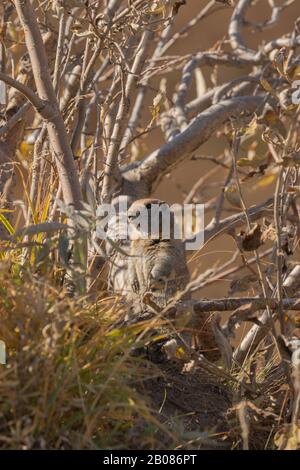 Arctic gopher, Alaska Stock Photo - Alamy