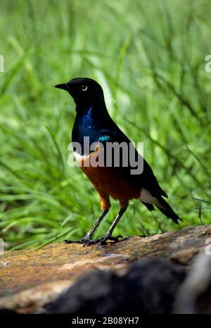 KENYA, AMBOSELI NATIONAL PARK, SUPERB STARLING Stock Photo - Alamy