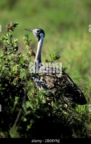 Kenya, Amboseli National Park, Black-Headed Heron (Ardea melanocephala ...