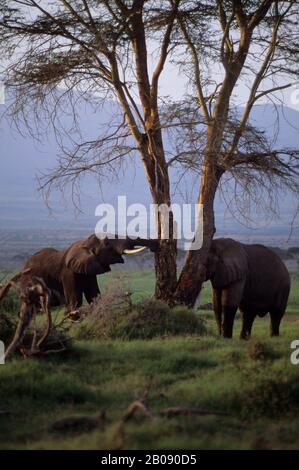 African elephant stripping bark from branch which it has torn from a ...
