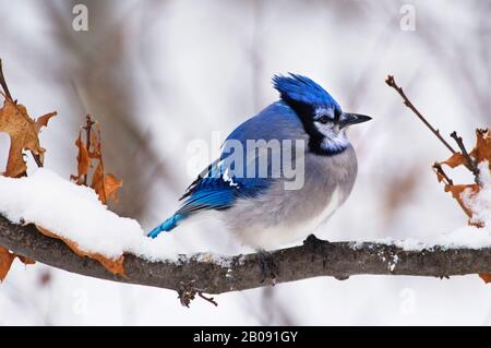 Blue jay perched on snowy ground surrounded by dry grass and twigs in ...