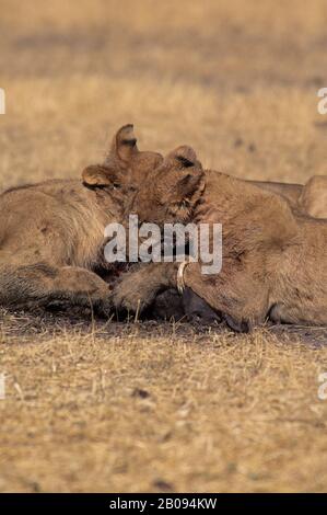 africa Botswana Okavango delta warthog Stock Photo - Alamy