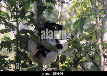 Madagascar, Perinet, An Indri, (Indri indri) the Largest Lemur, Howling ...