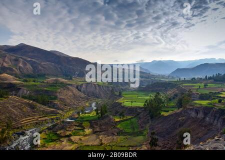 Terrace farming in the Colca Canyon, Canon del Colca, Andes Mountains ...