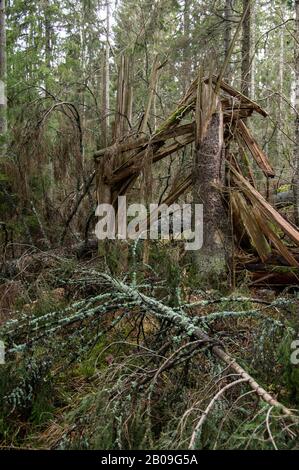 A storm in the forest broke the trees and they fell to the ground Stock ...