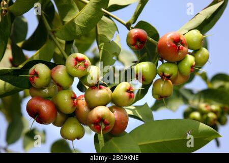 Star apples (Syzygium samarangense), locally known as Jamrul or Amruj ...