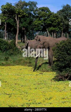 KENYA, MASAI MARA, ELEPHANTS DRINKING, POND COVERED WITH WATER CABBAGE ...