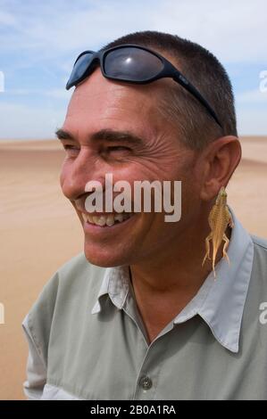 Sand diving lizard, Swakopmund, Namibia, Africa Stock Photo - Alamy