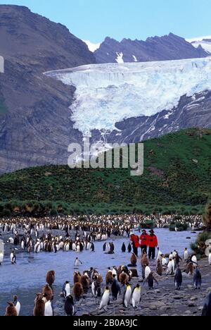 King Penguin Colony Gold Harbour - Thousands of king penguins, hundreds ...