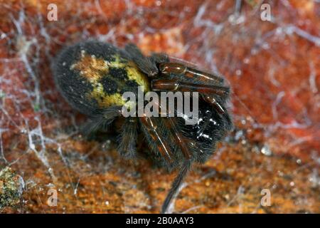 A tangled web spider or hacklemesh weaver spider in the Callobius genus ...