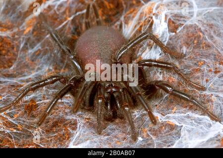 mygalomorph spider (Macrothele calpeiana), in its web Stock Photo - Alamy