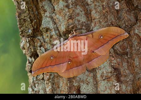 Chinese Oak Silkmoth / (Antheraea pernyi) / Chinese Oak Tussah Moth ...