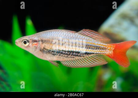Redstriped Rainbowfish (Melanotaenia splendida rubrostriata), swimming ...