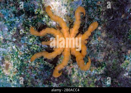 Sea spider, Pycnogonid sea spider, Anemone sea spider (Pycnogonum ...