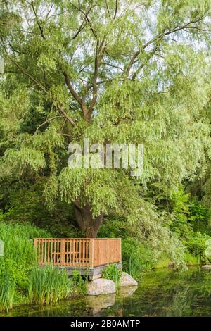 Pond with Chlorophyta - Green Algae, Typha latifolia - Common Cattails ...