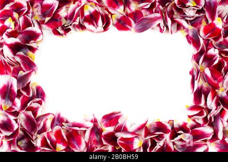 Red tulip white white border on blue background cacao cup marshmallow ...