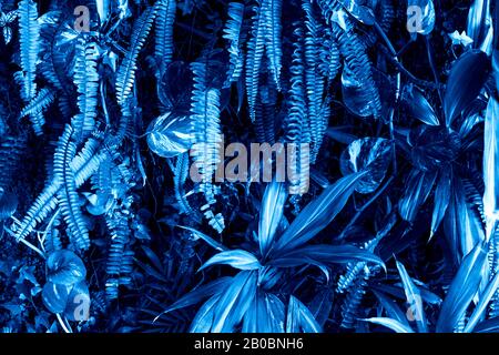 Color of the year 2020: Blue. Tropical palm leaves, light nature ...