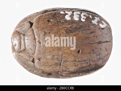 Rhino Beetle Head Stock Photo - Alamy