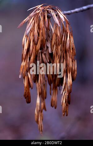 A closeup of catkins on a branch Stock Photo - Alamy