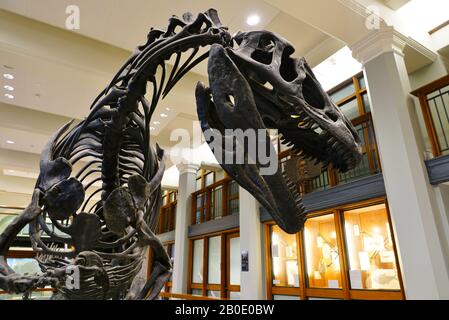 PRINCETON, NJ -15 FEB 2020- View of a skeleton of an Antrodemus ...