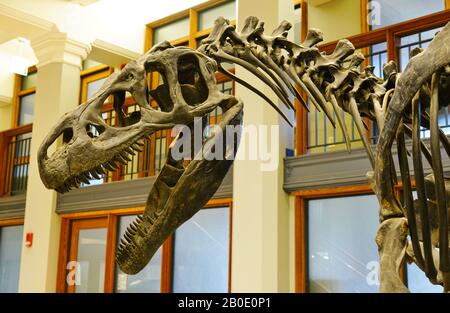 PRINCETON, NJ -15 FEB 2020- View of a skeleton of an Antrodemus ...